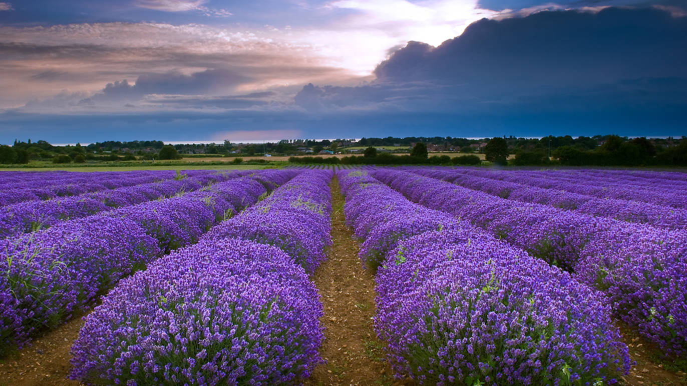 Beautiful Lavender Fields in the UK: 12 Best Places to See Lavender