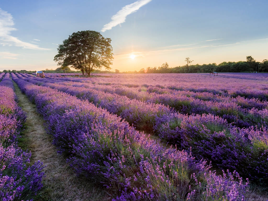 Best Places to See Wildflowers in the UK, from Cherry Blossom to Bluebells
