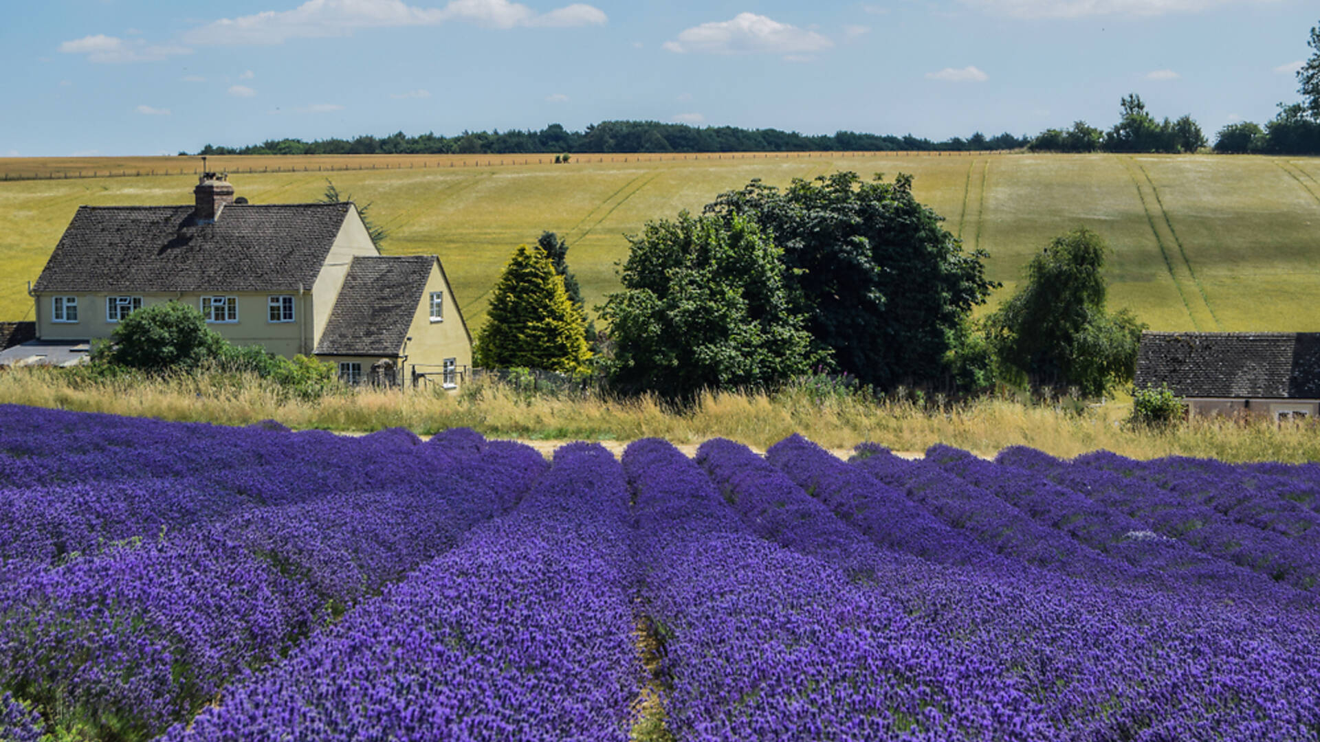 Beautiful Lavender Fields in the UK: 12 Best Places to See Lavender