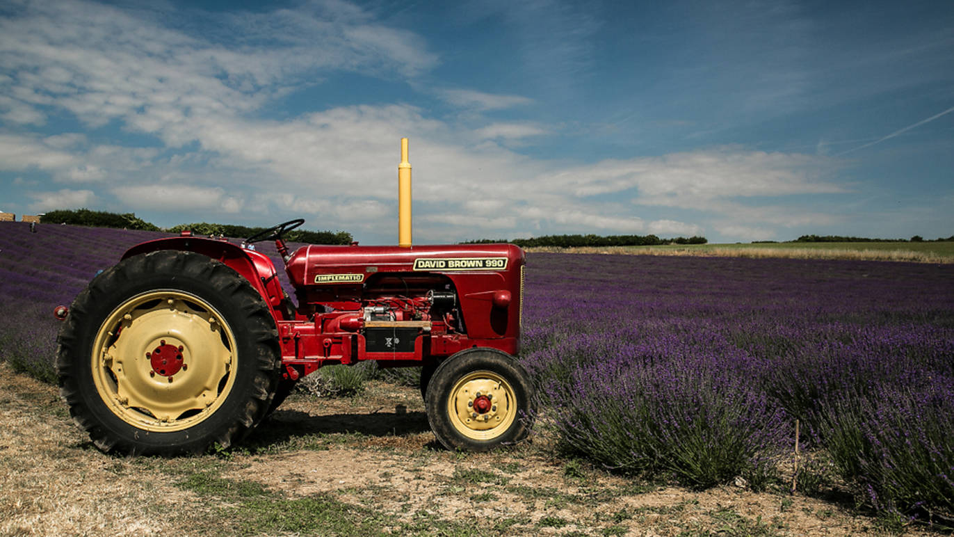 Beautiful Lavender Fields in the UK: 12 Best Places to See Lavender