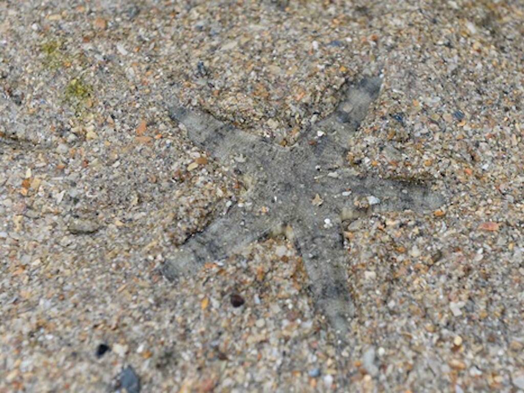 The Ultimate Guide To Intertidal Walks In Singapore