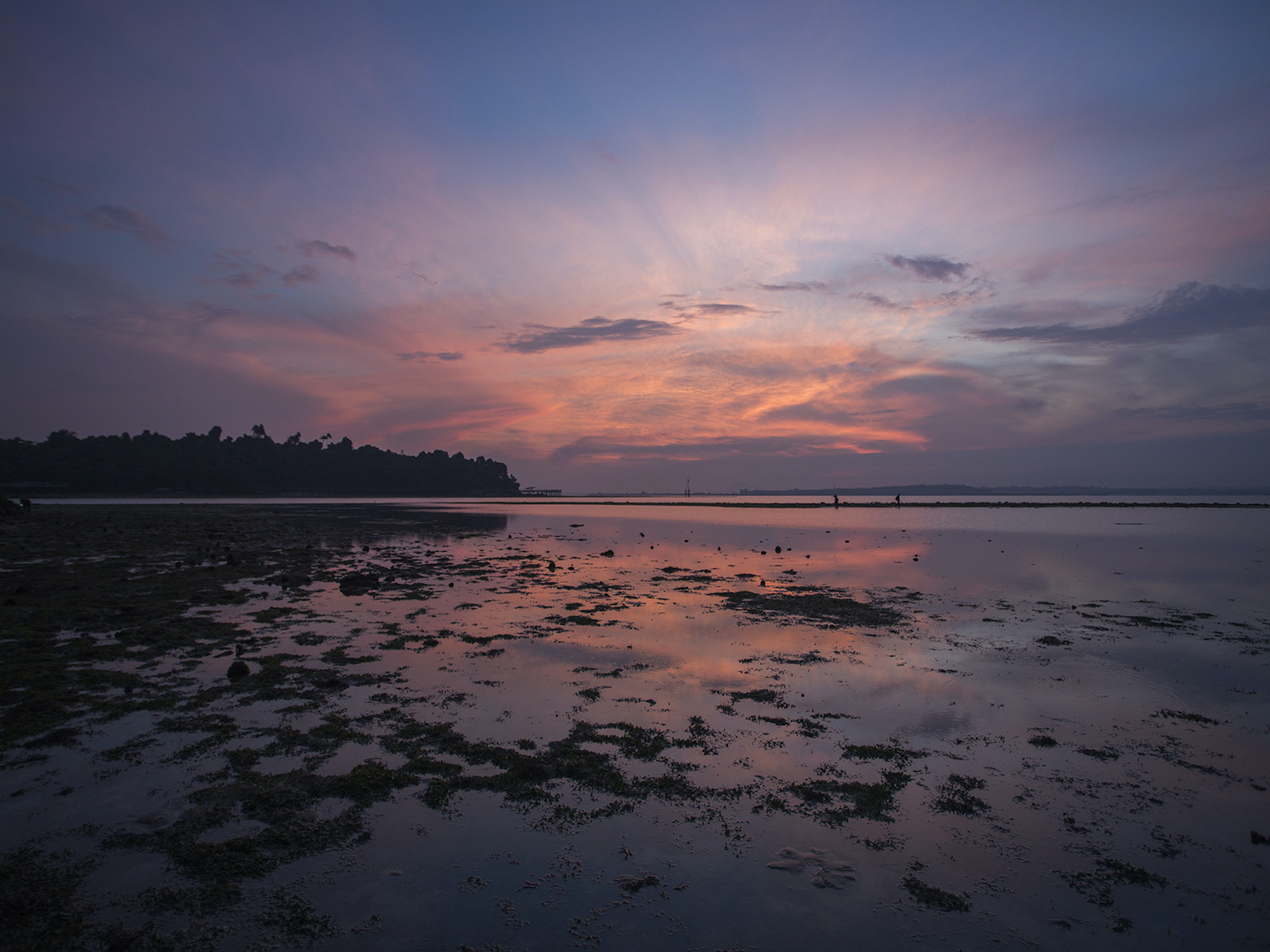The Ultimate Guide To Intertidal Walks In Singapore