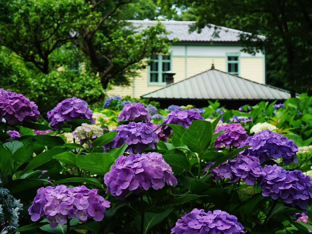 12 best places to see hydrangeas in and around Tokyo
