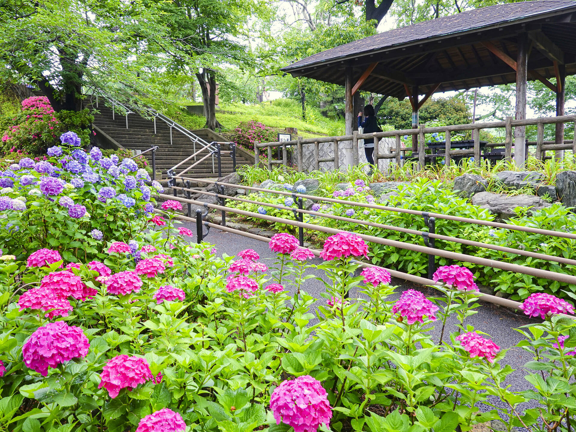 12 best places to see hydrangeas in and around Tokyo