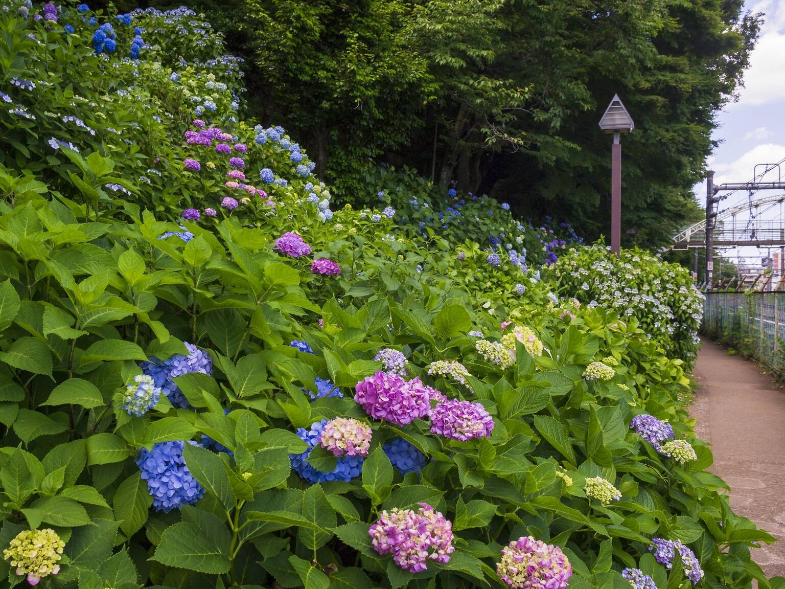 12 best places to see hydrangeas in and around Tokyo