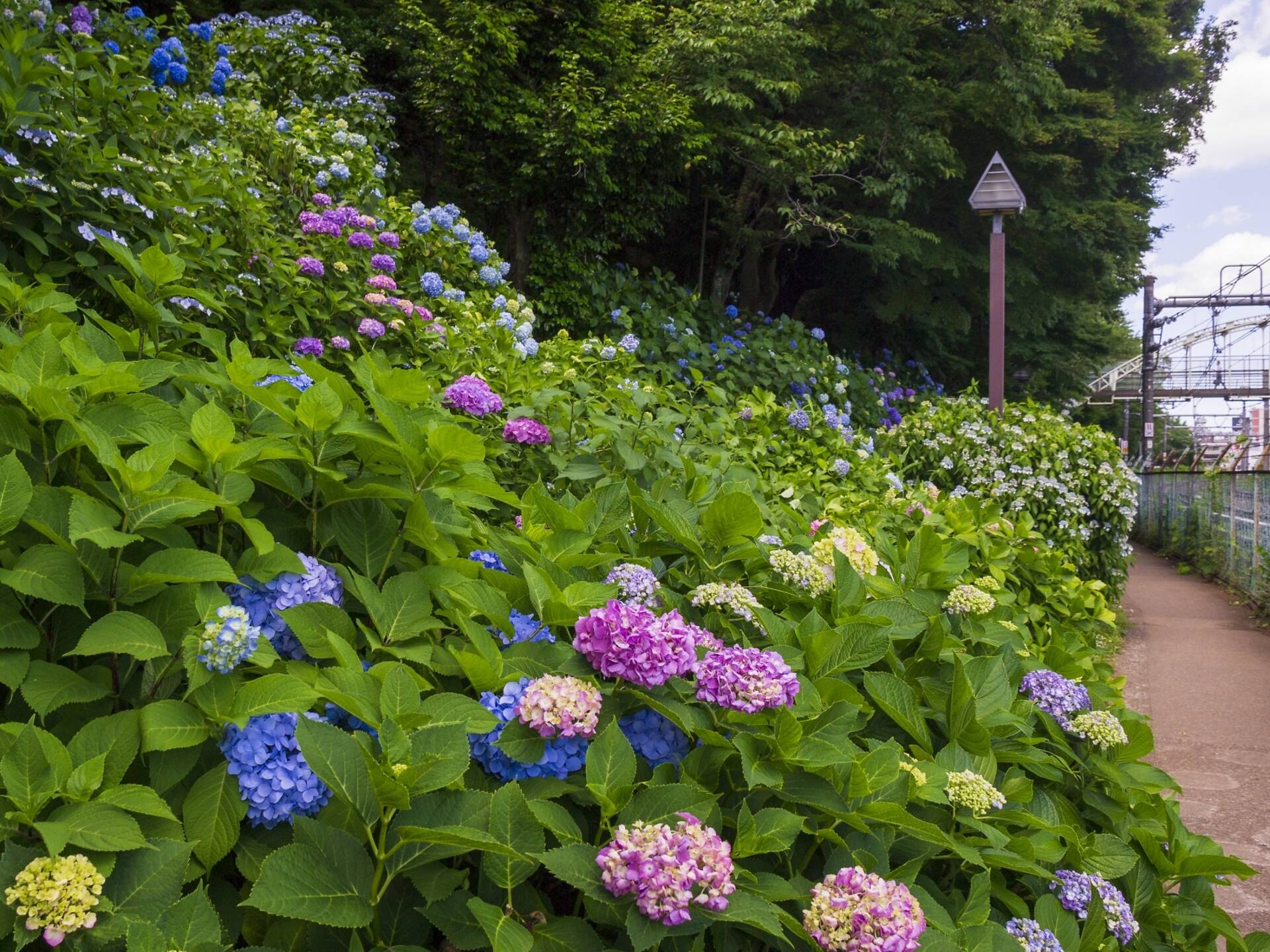 12 best places to see hydrangeas in and around Tokyo