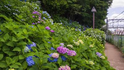 12 best places to see hydrangeas in and around Tokyo