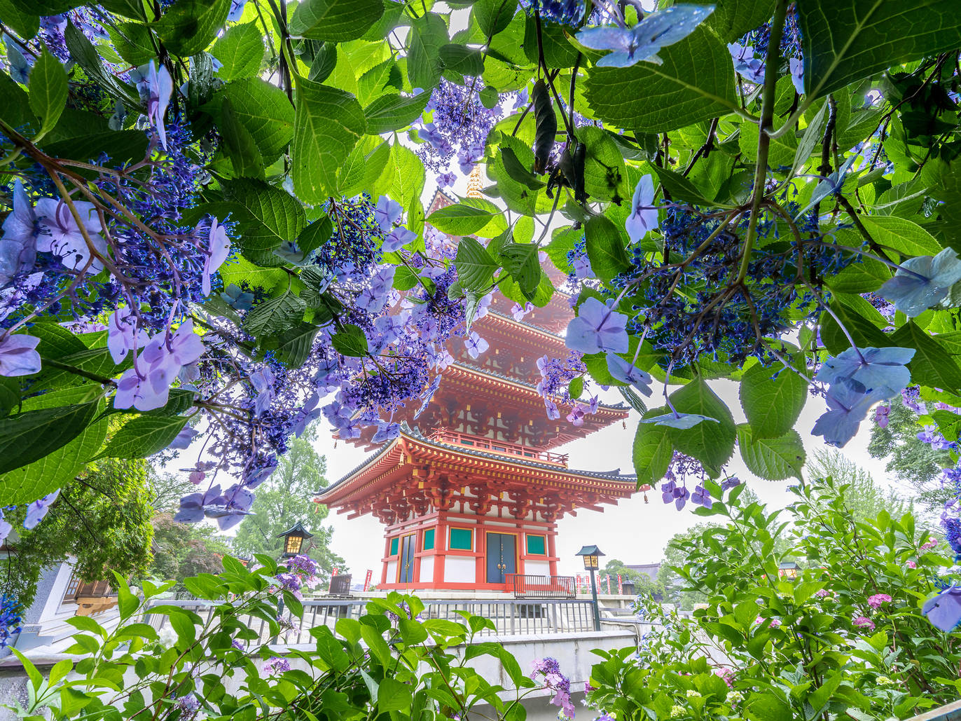 12 best places to see hydrangeas in and around Tokyo