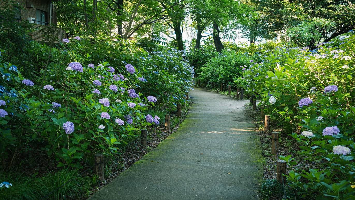 12 best places to see hydrangeas in and around Tokyo