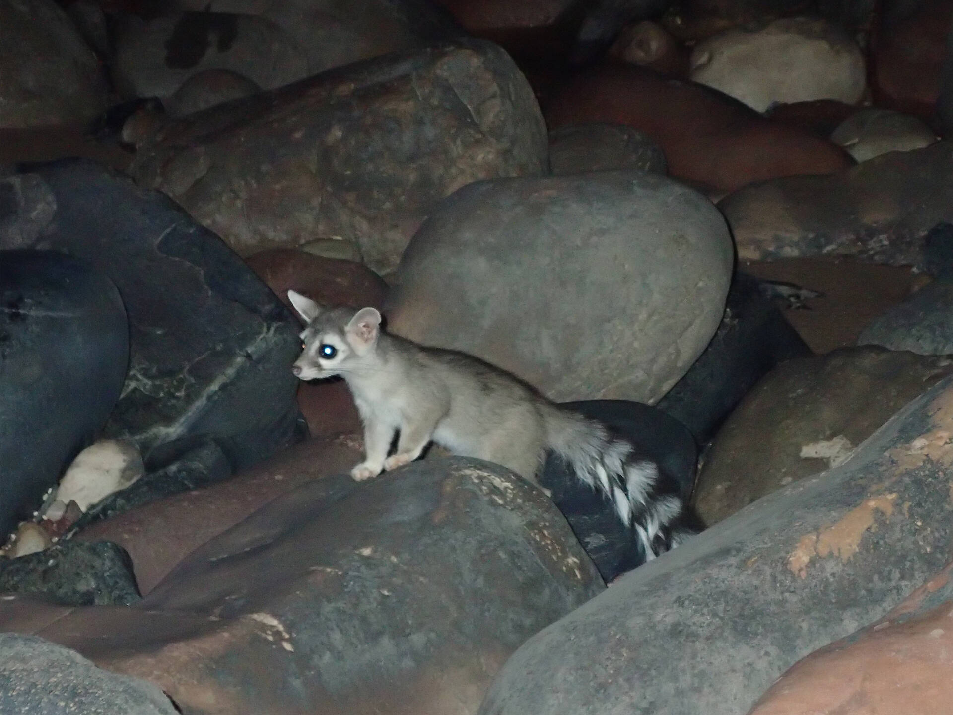 7 datos sobre los cacomixtles