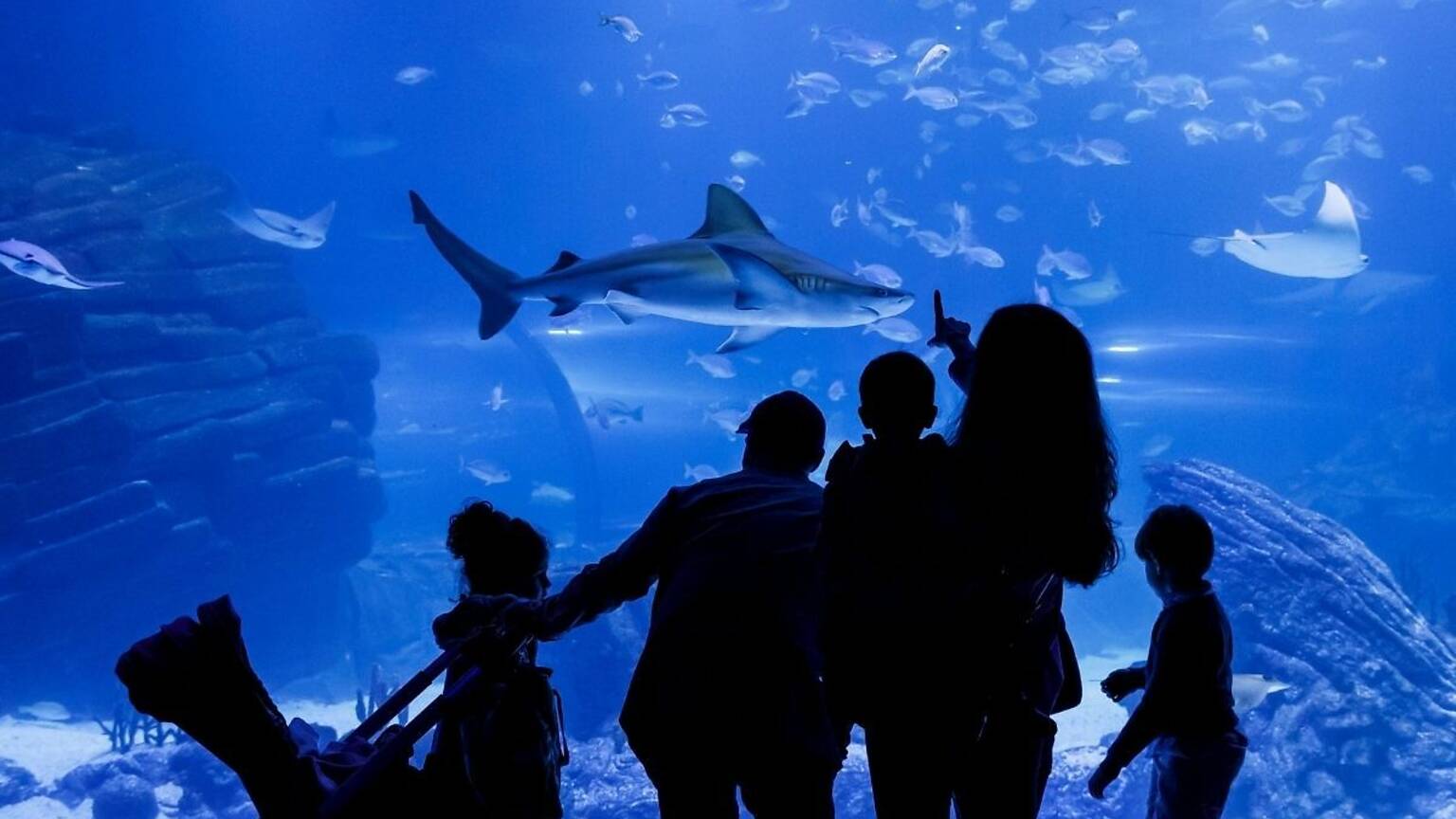Atlantis Aquarium
