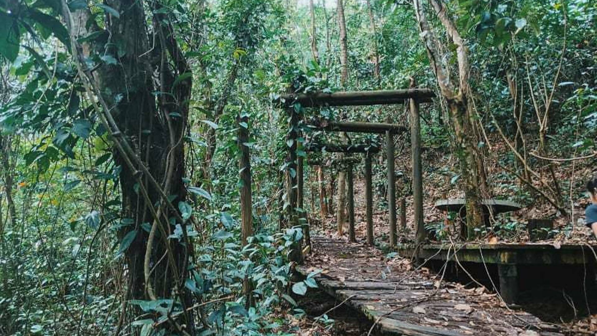 Hiking in Singapore: 18 Amazing Walking Trails For Trekkers To Try