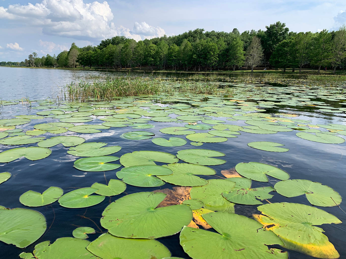 11 Best Parks in Orlando According To A Local