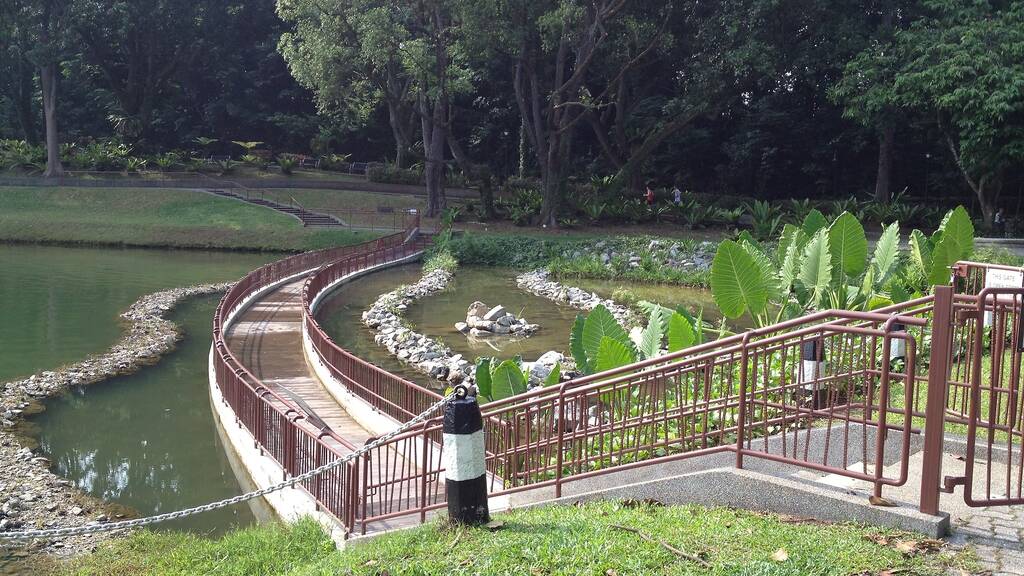 The Ultimate Guide To MacRitchie Reservoir