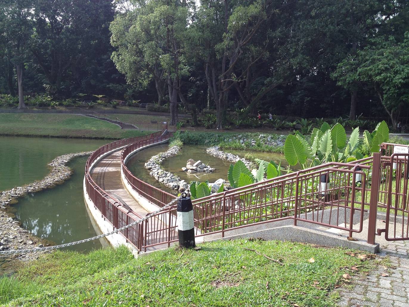 The Ultimate Guide To MacRitchie Reservoir