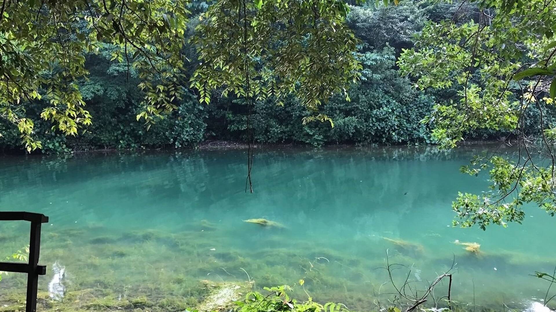 The Ultimate Guide To MacRitchie Reservoir