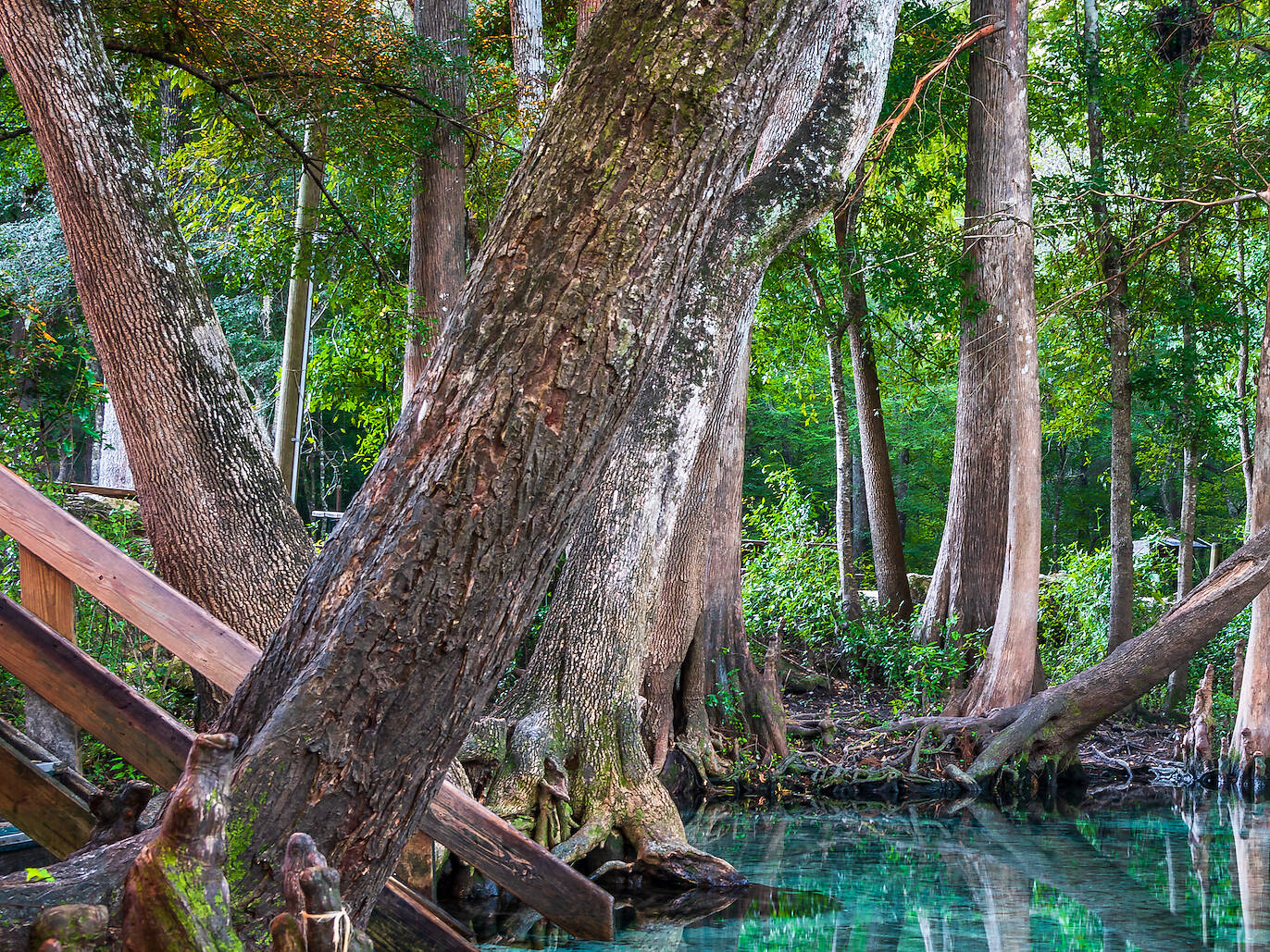 12 Natural Springs Near Miami for a Cooling Summer Swim