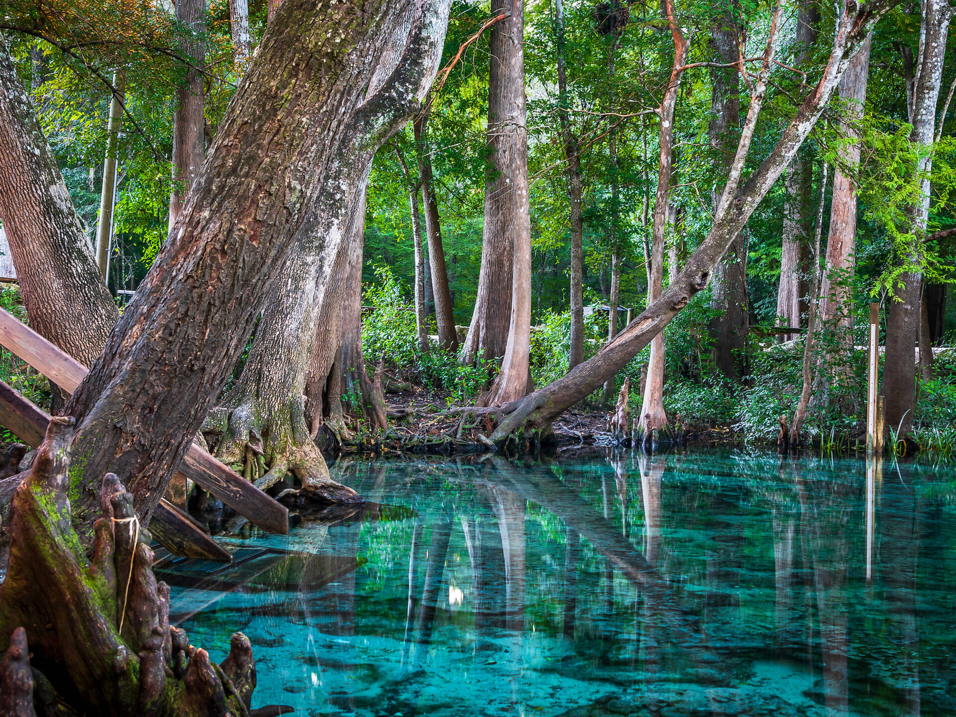12 Natural Springs Near Miami for a Cooling Summer Swim