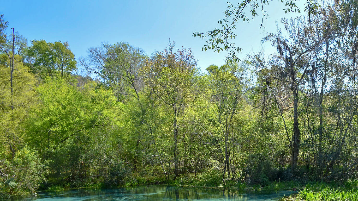 11 Coolest Natural Springs Near Miami for a Refreshing Dip