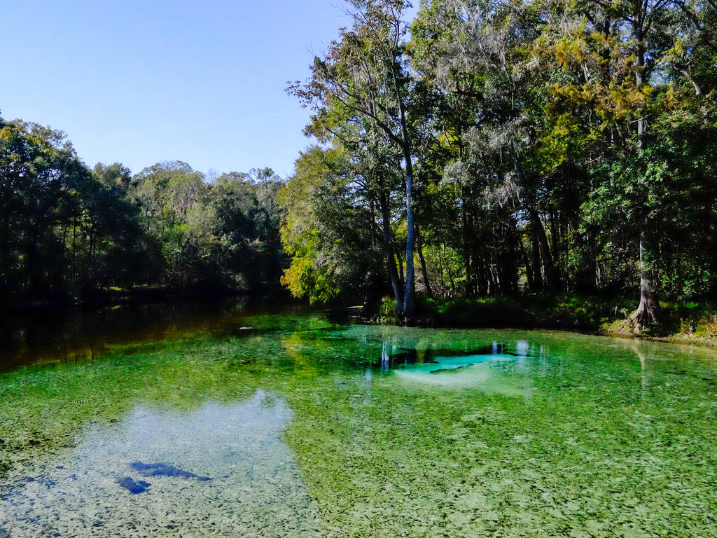 12 Natural Springs Near Miami for a Cooling Summer Swim