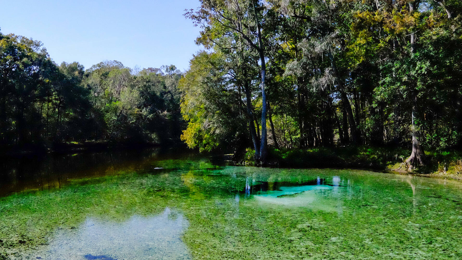 12 Natural Springs Near Miami for a Cooling Summer Swim