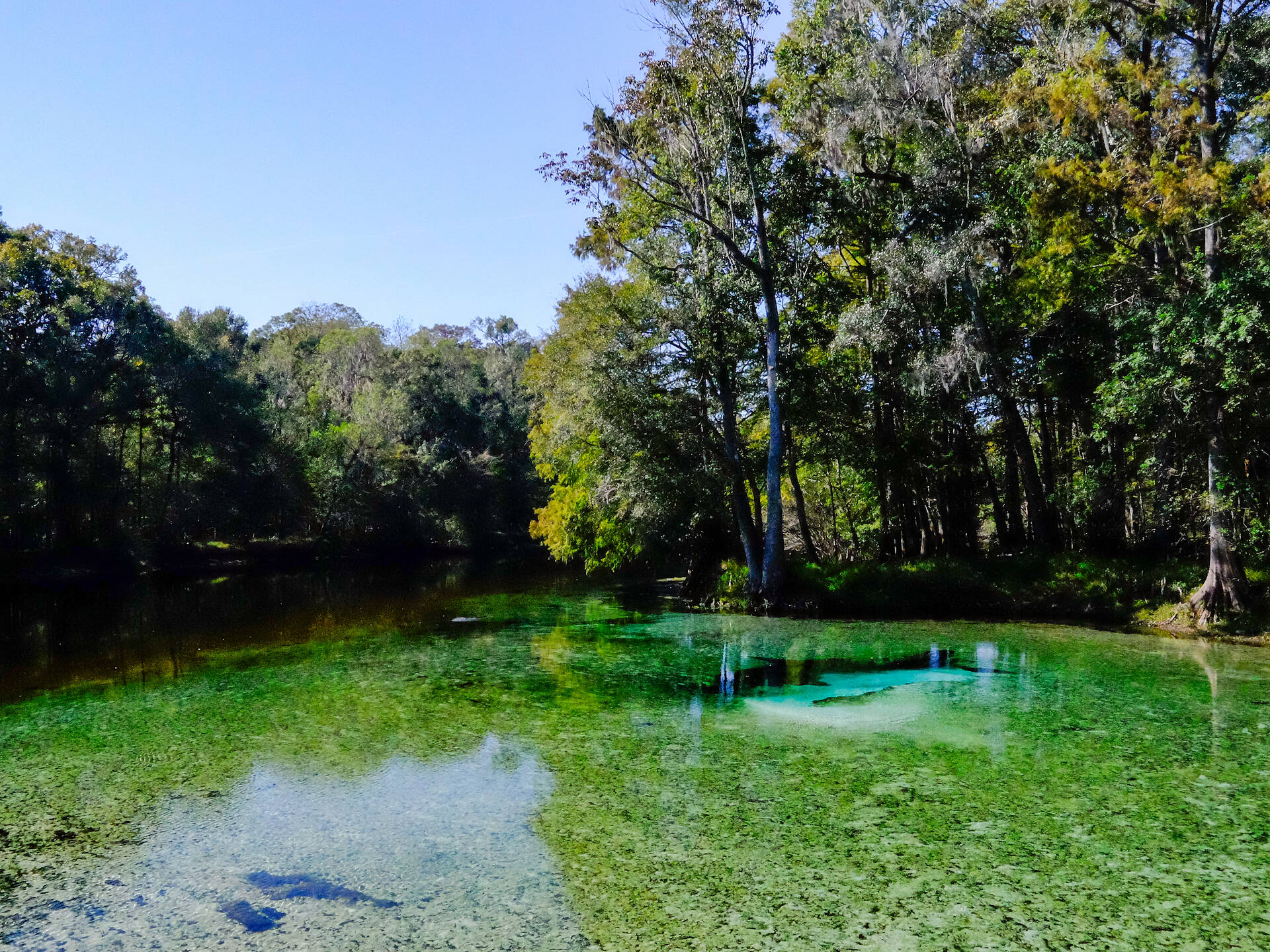 12 Natural Springs Near Miami for a Cooling Summer Swim