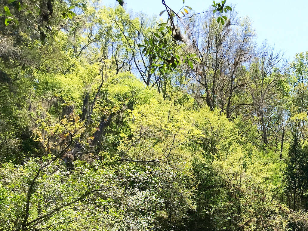 12 Natural Springs Near Miami for a Cooling Summer Swim