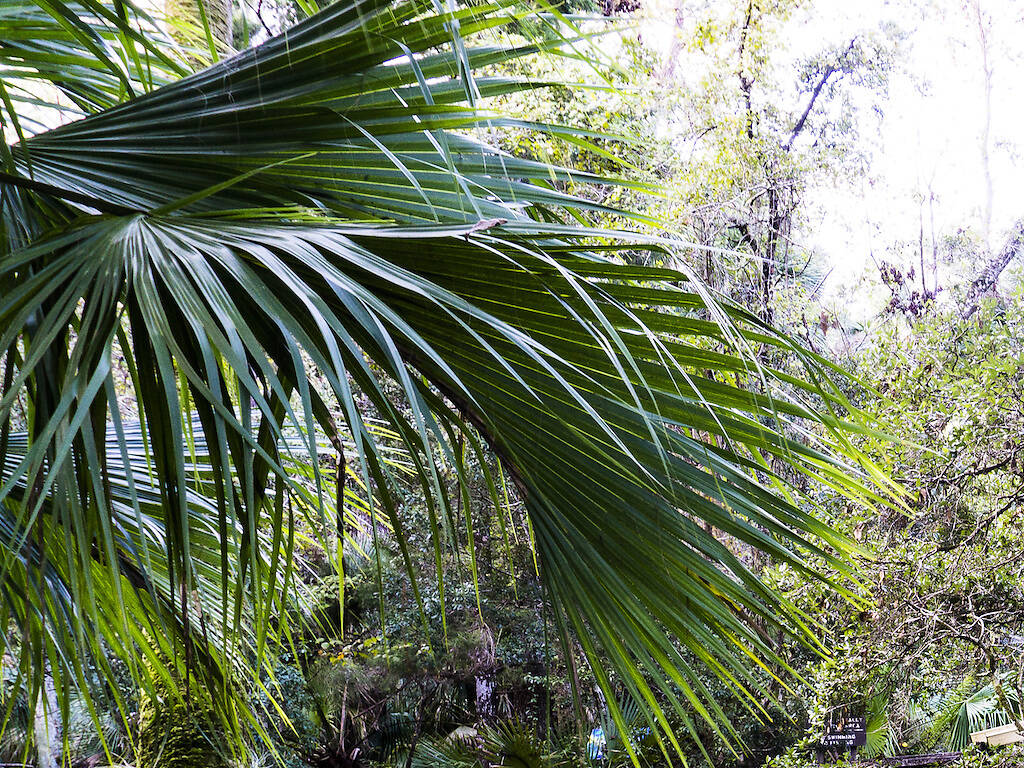 12 Natural Springs Near Miami for a Cooling Summer Swim
