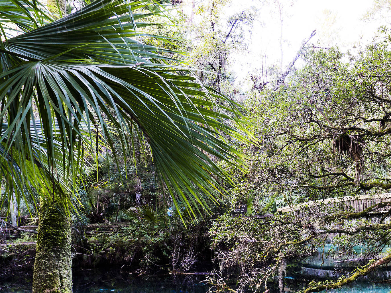 12 Natural Springs Near Miami for a Cooling Summer Swim