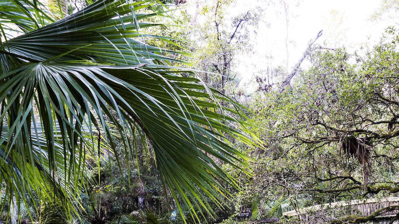 12 Natural Springs Near Miami for a Cooling Summer Swim
