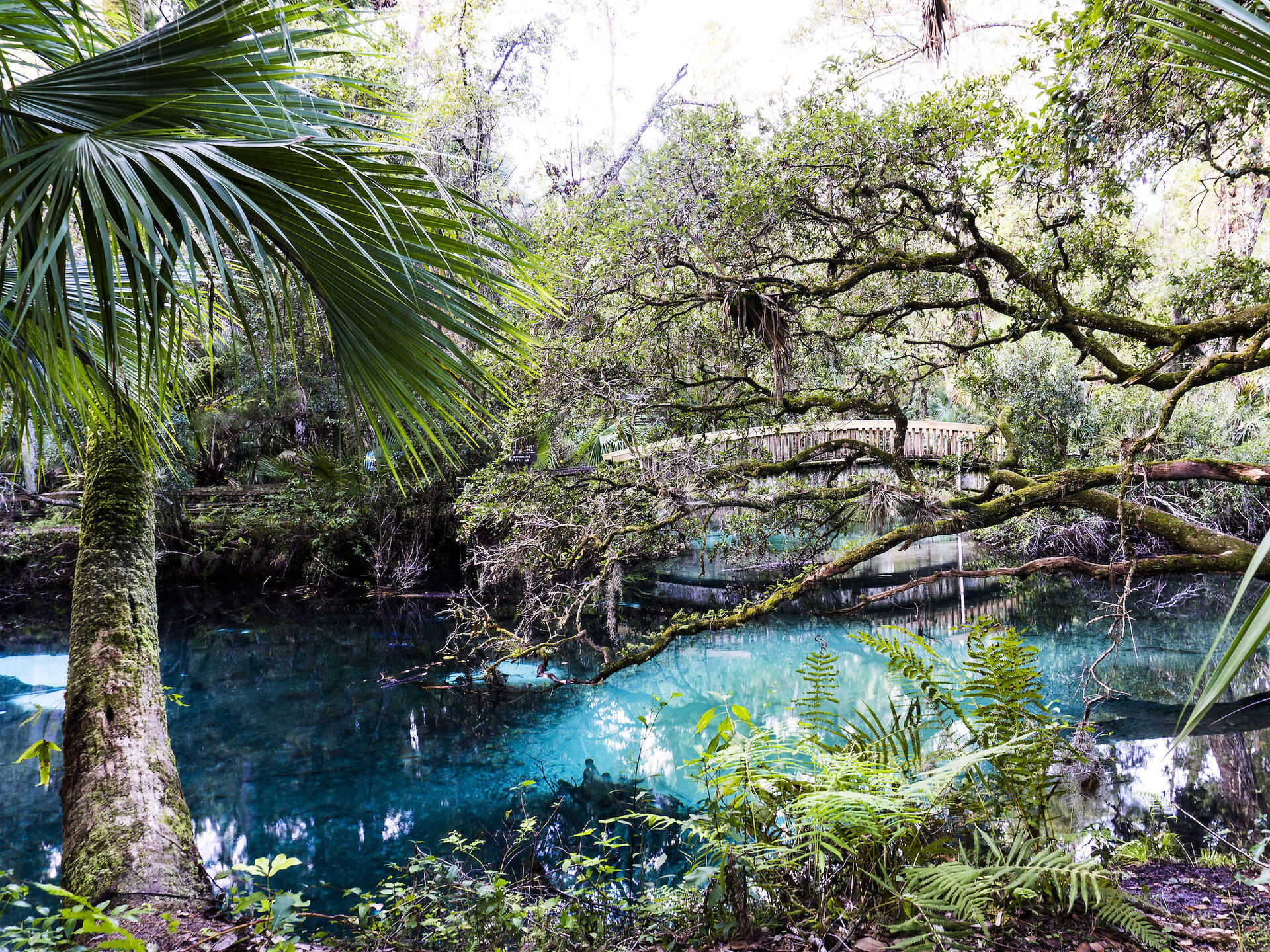 12 Natural Springs Near Miami for a Cooling Summer Swim