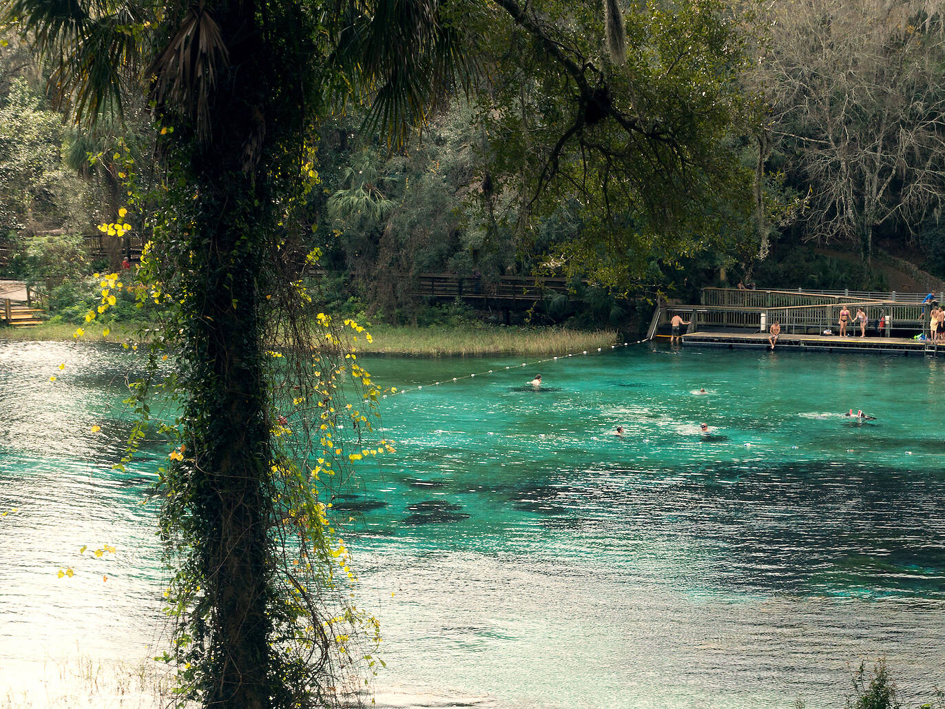 12 Natural Springs Near Miami for a Cooling Summer Swim
