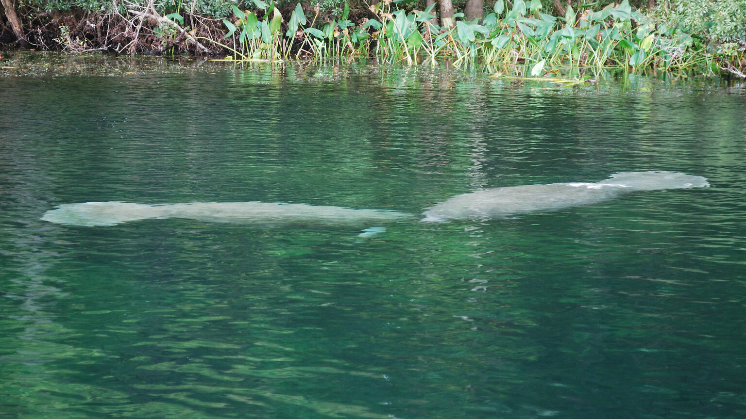 12 Natural Springs Near Miami for a Cooling Summer Swim