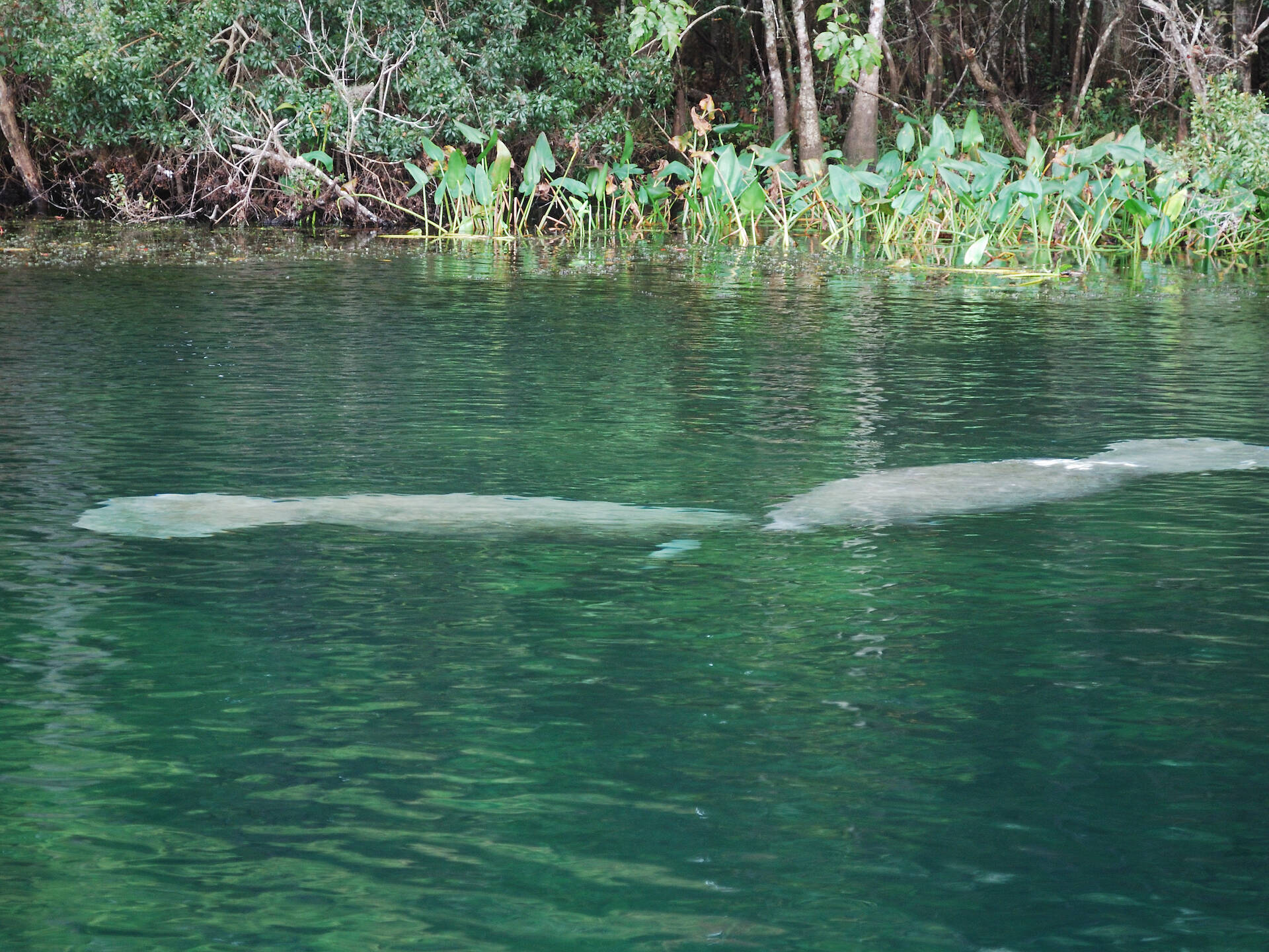 12 Natural Springs Near Miami for a Cooling Summer Swim