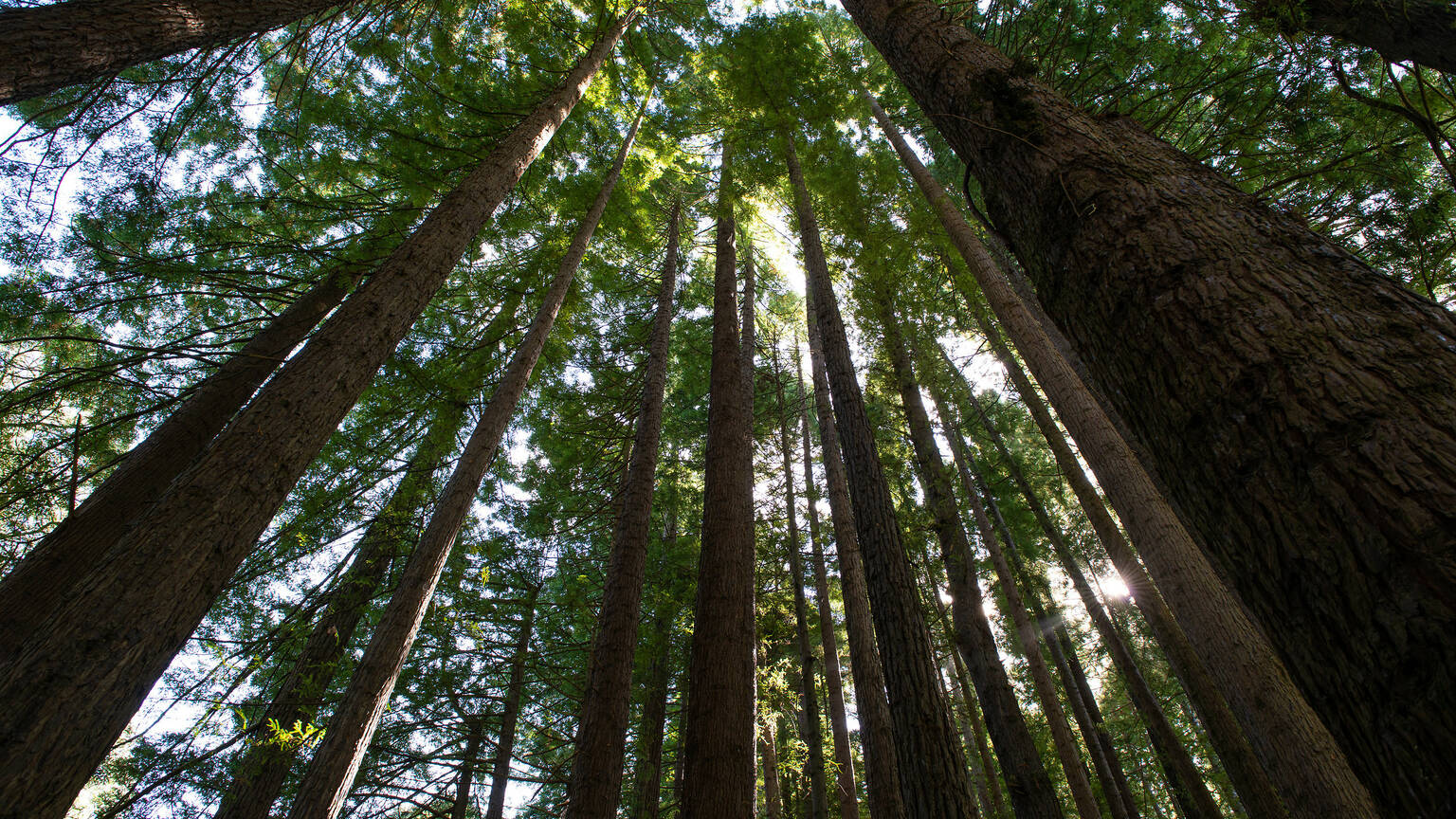 Californian Redwood Forests in Victoria and Melbourne: Where to find them