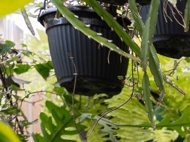 10 Best Plant Nurseries in Melbourne for Plant Lovers