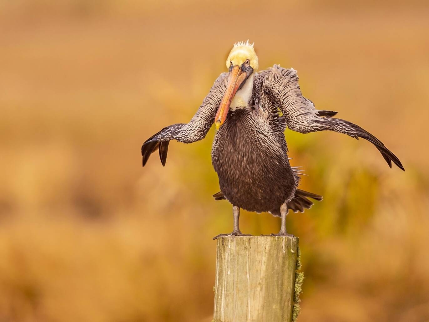 6 Best Wildlife Sanctuaries in Miami and South Florida