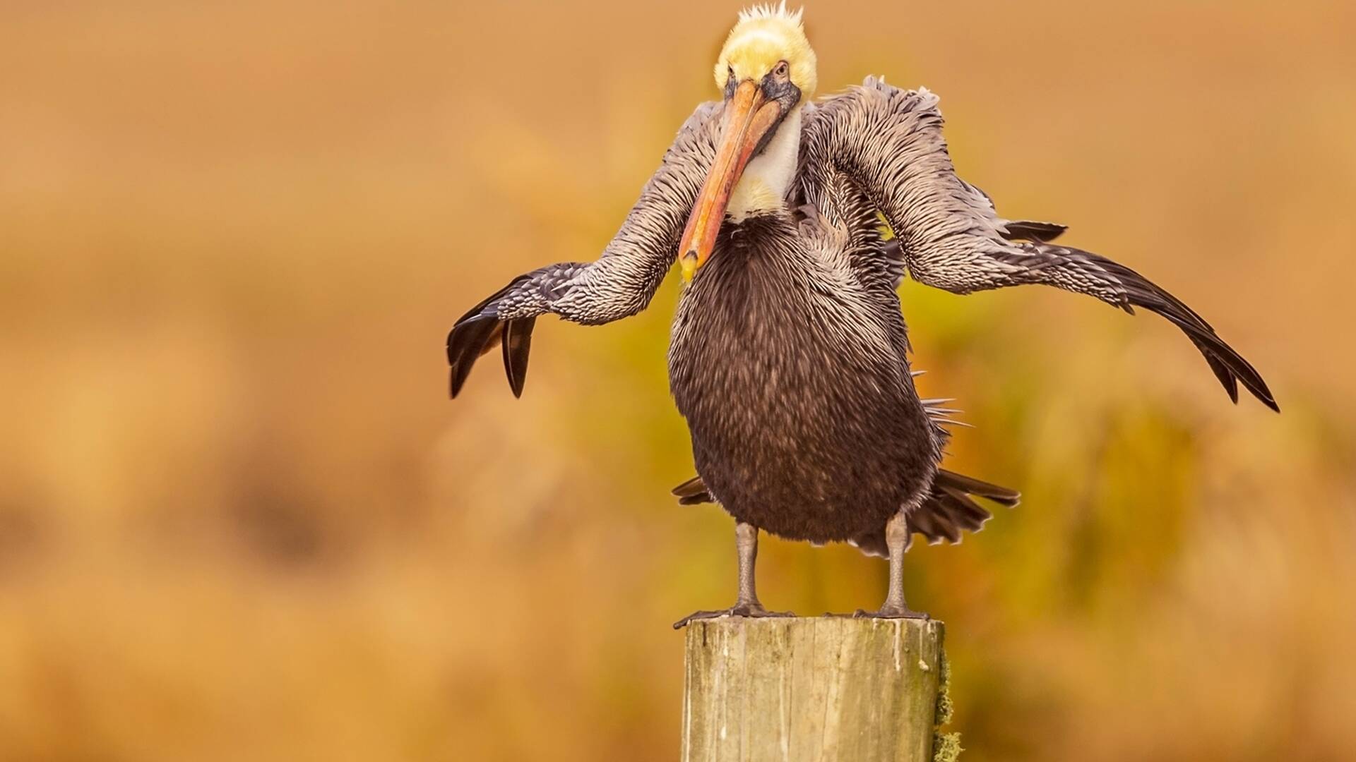 6 Best Wildlife Sanctuaries in Miami and South Florida