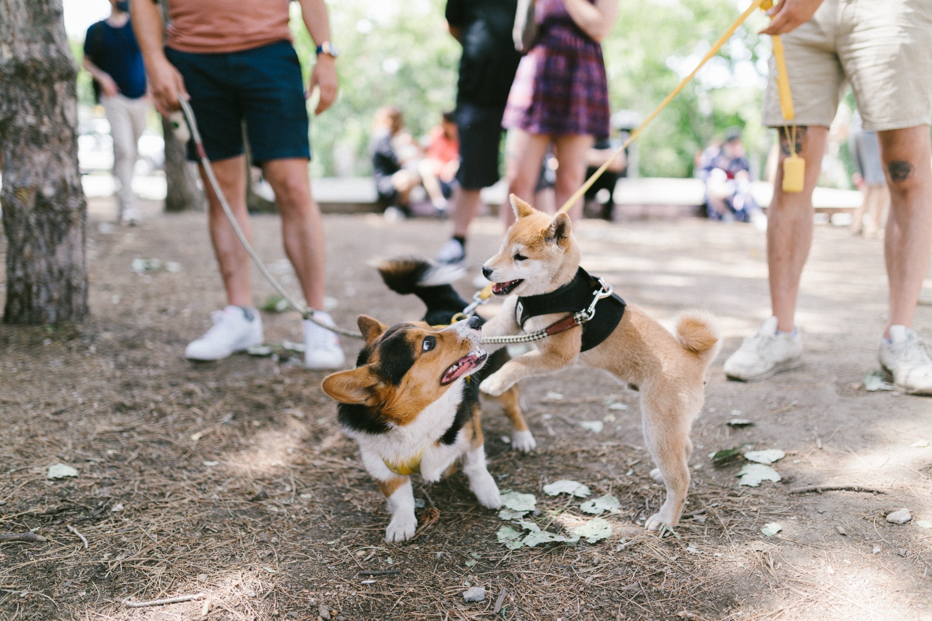 There's a corgi party in Montreal this weekend, and every corgi owner ...