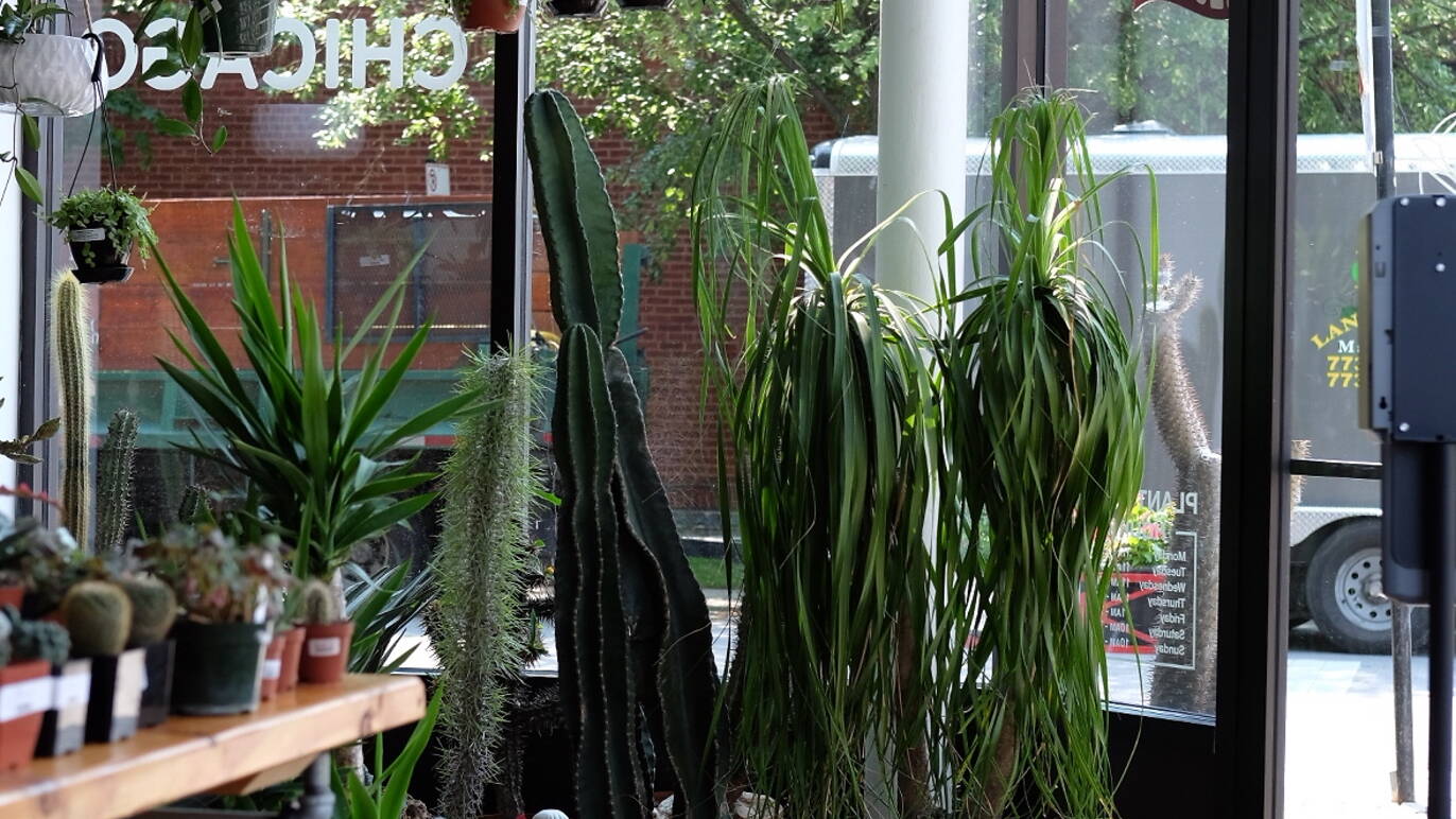 14 Chicago Plant Stores For Finding Gorgeous Home Greenery