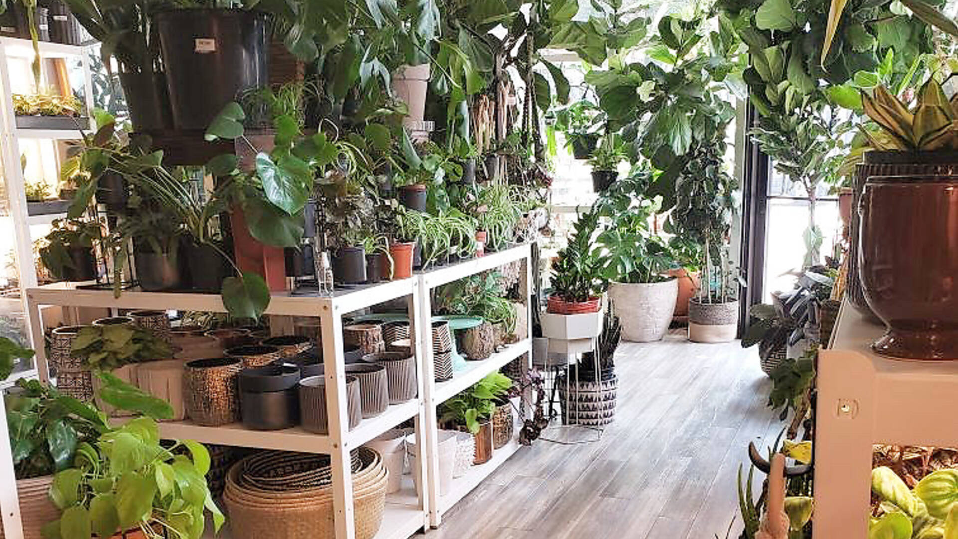 14 Chicago Plant Stores For Finding Gorgeous Home Greenery
