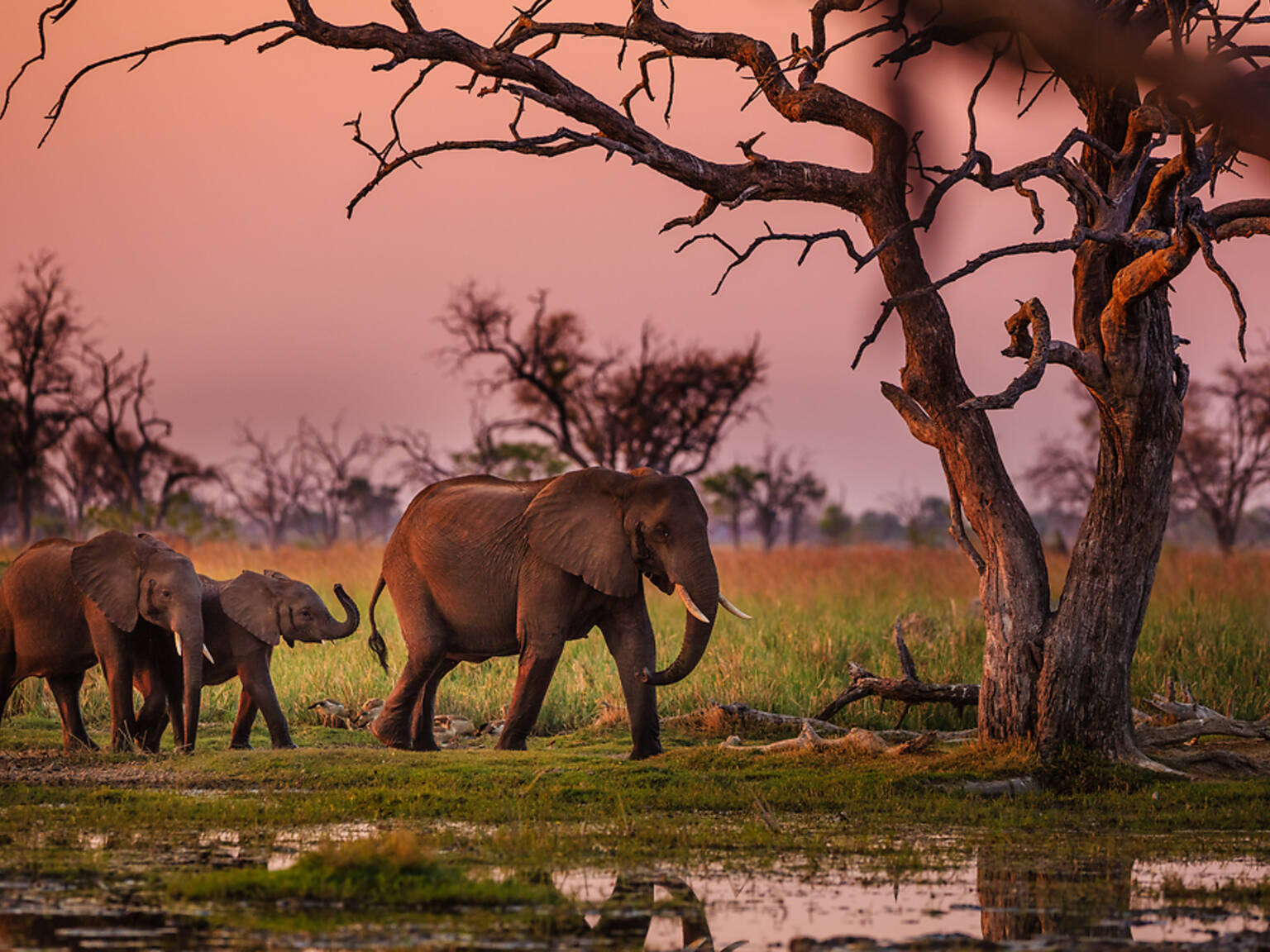 11 of the World’s Best Ethical Wildlife Encounters