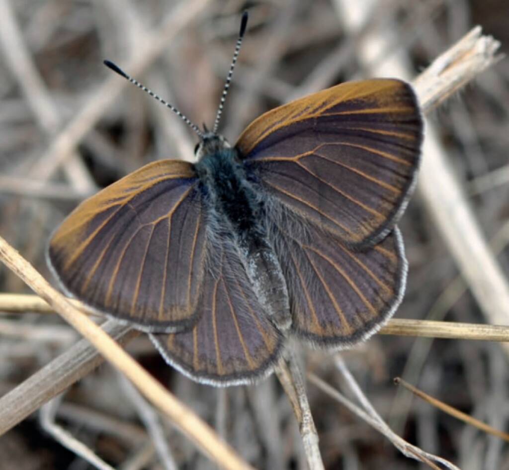 The native Australian critters you can only find in Victoria