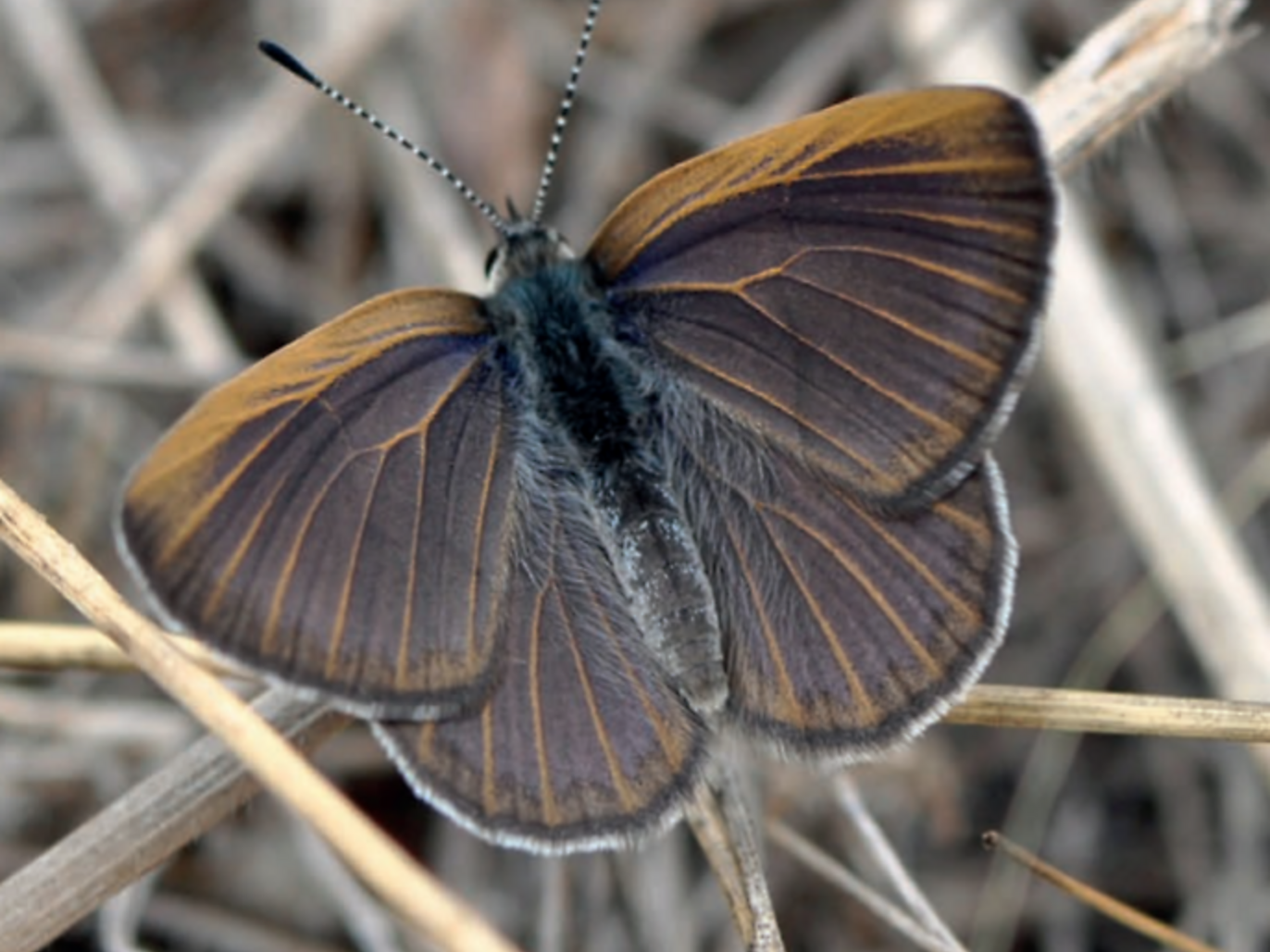 The native Australian critters you can only find in Victoria