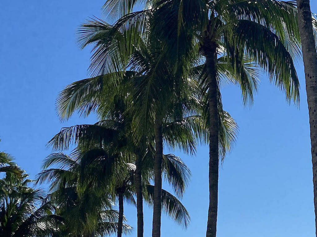 Brickell, Miami, Neighborhood Guide: What to See, Eat & Do