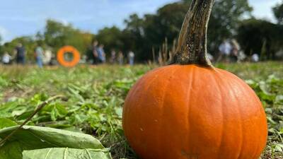 17 Pumpkin Patches Near NYC for Fall Fun