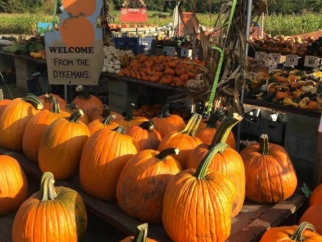 17 Pumpkin Patches Near NYC for Fall Fun