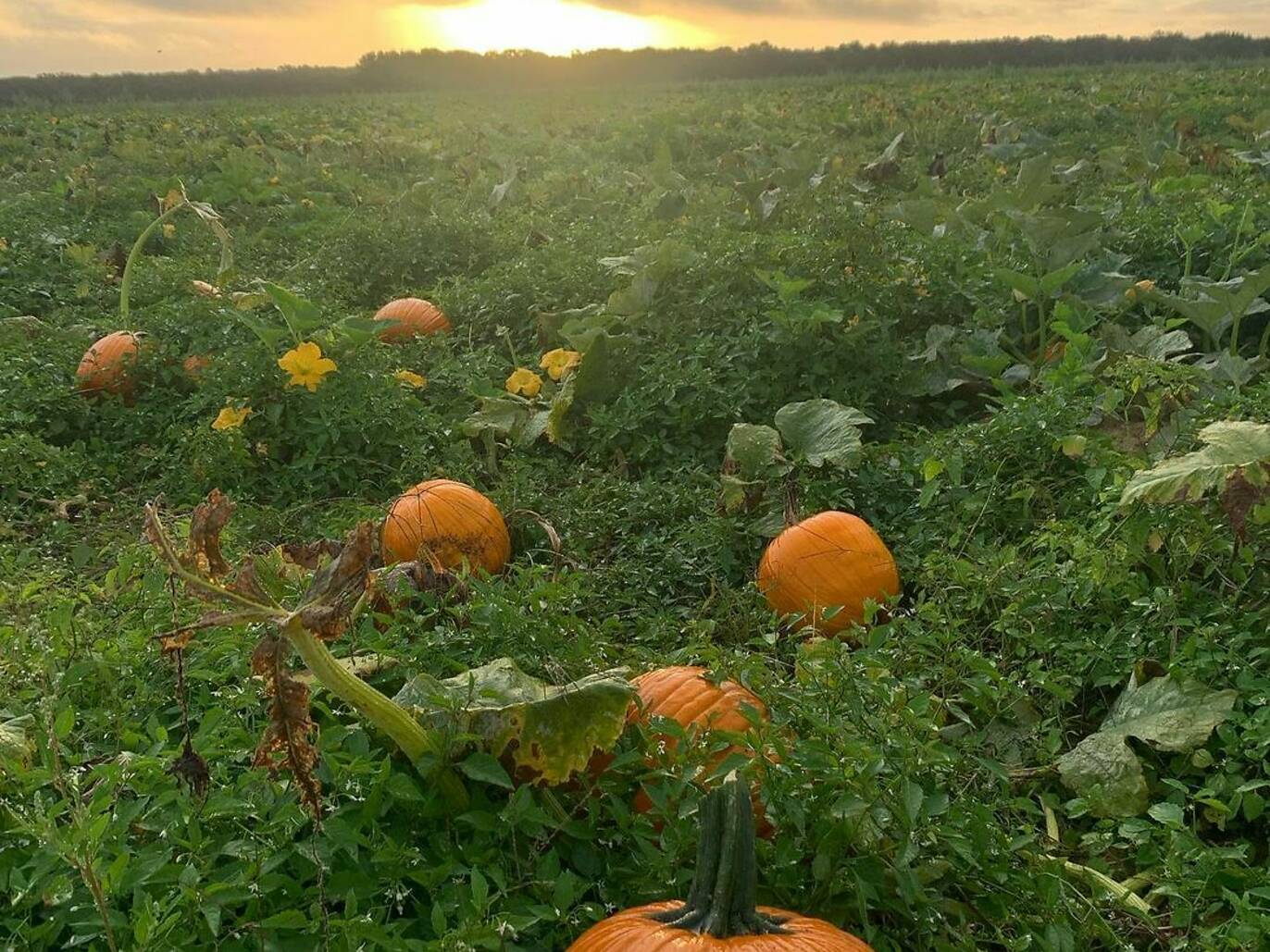 17 Pumpkin Patches Near NYC for Fall Fun