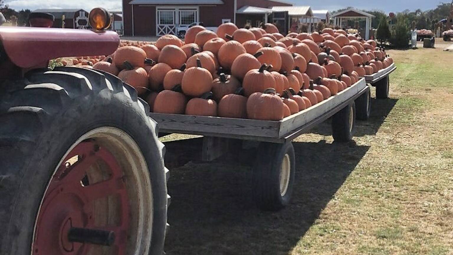 17 Pumpkin Patches Near NYC for Fall Fun