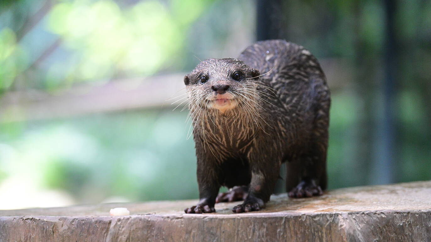 A Guide to the Hong Kong Zoological and Botanical Gardens